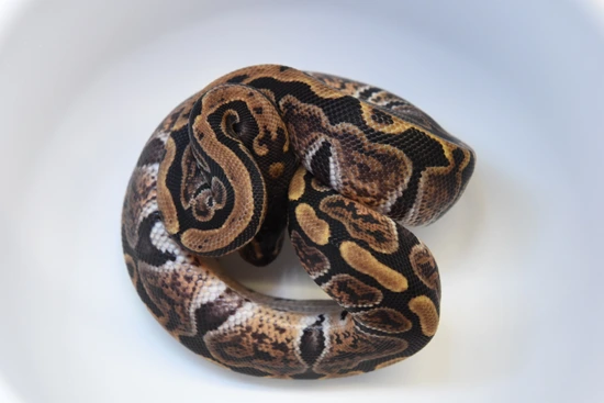 GHI Het Puzzle Ball Python by TJW exotics