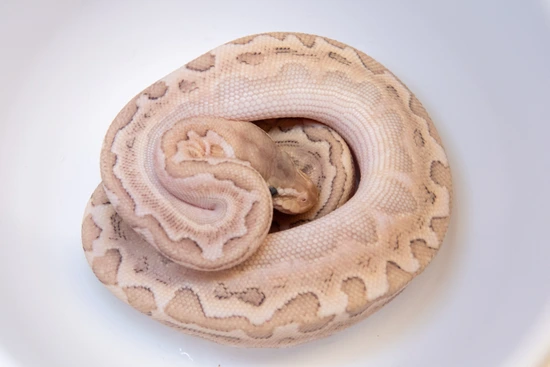 Pastel Bamboo Puzzle Ball Python by TJW exotics