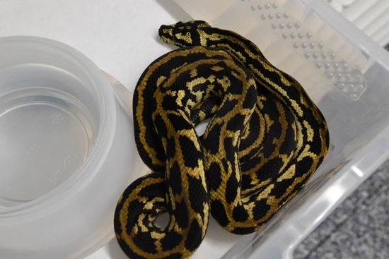 Palmerston) Jungle Carpet Python by TJW exotics