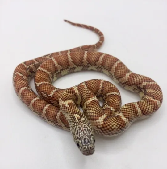 2022 Fl /Goini - Female Florida Kingsnake by TKC Reptiles