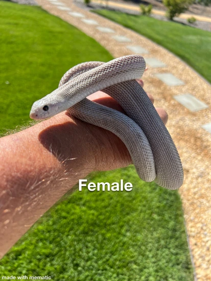 Pair Of Axanthic Patternless Het WS Bulls Bullsnake by TKC Reptiles