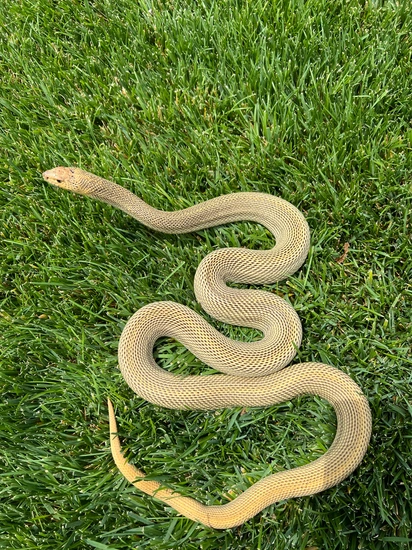 Patternless Het Axanthic (Ballam) Bullsnake by TKC Reptiles
