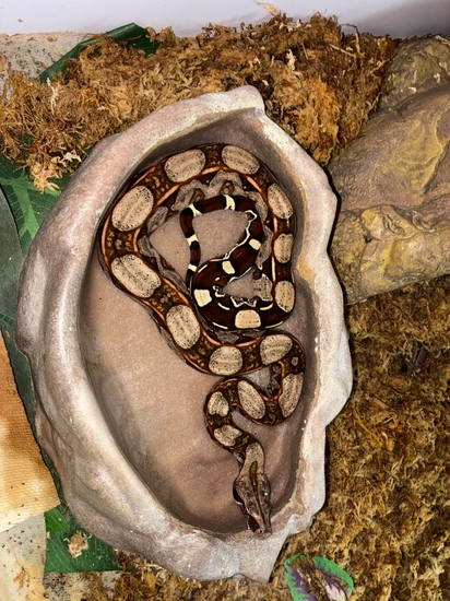Unsexed BCC Parsons True Red-Tailed Boa Constrictor by TKEGeckos