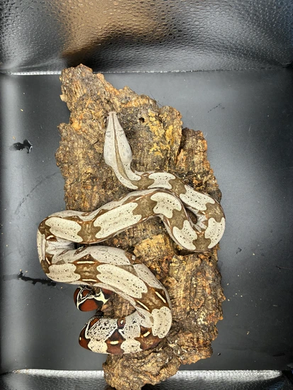 Male BCC 1.0 True Red-Tailed Boa Constrictor by TKEGeckos