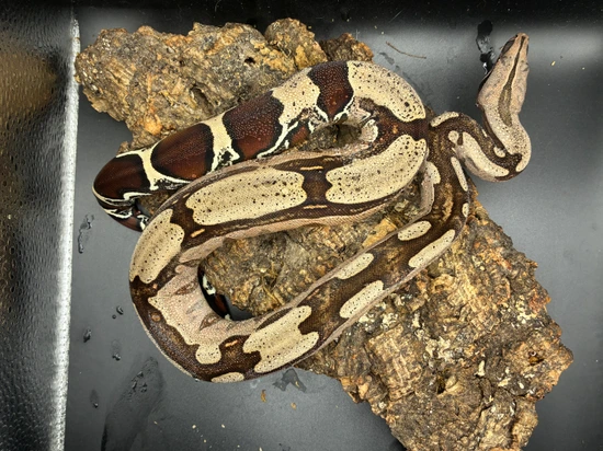 Unsexed Aberrant Striped BCC True Red-Tailed Boa Constrictor by TKEGeckos