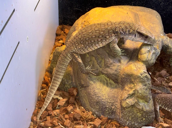 Unsexed Bright Yellow Pos. Hypo Savannah Monitor by TKEGeckos