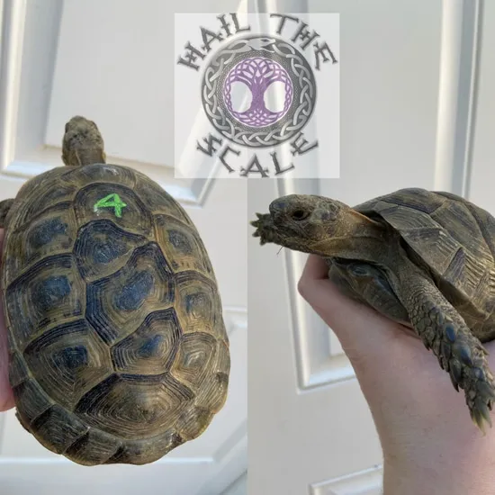 Import Adult Syrian Greek Tortoises by Hail The Scale