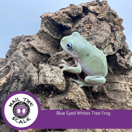 Blue Eyed Whites Tree Frog White's Tree Frog by Hail The Scale