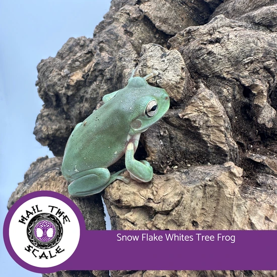 Snow Flake Whites Tree Frog White's Tree Frog by Hail The Scale