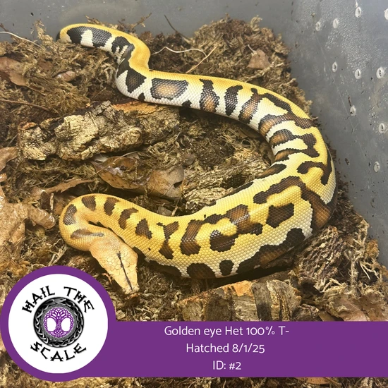 Golden Eye 100% T- Blood Python by Hail The Scale
