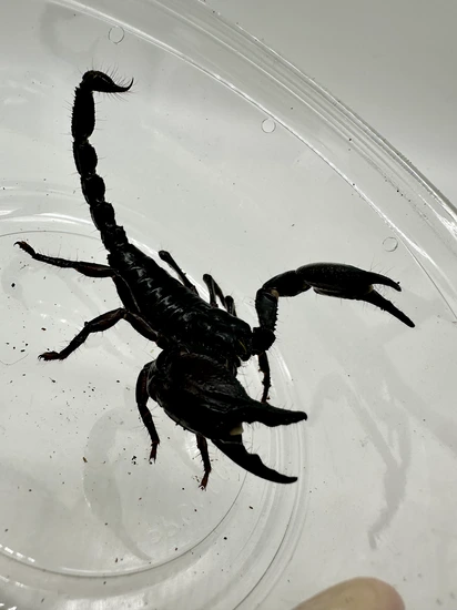 Asian Forest Scorpion - CB by Martin's Stems & Scales