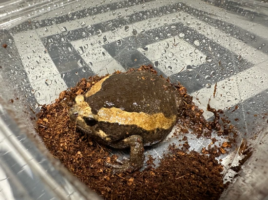 Adult Chubby Frog Other Frog by Martin's Stems & Scales