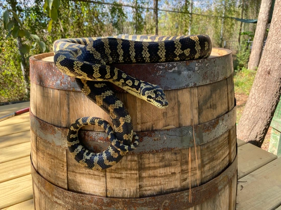 Adult Female Jungle - Proven Breeder Jungle Carpet Python by The ...