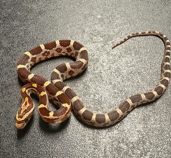 Normal Het Scaless Corn Snake by TNT Exotics