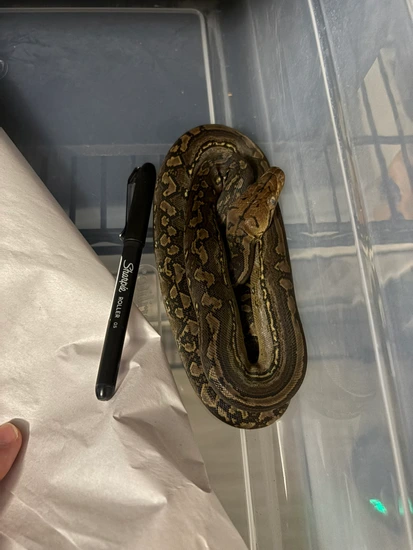 High % Kalatoa/Halmahera Reticulated Python Hatchling - Will Stay Small ...