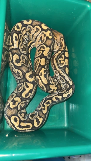 Hypo Hurricane Ball Python by TMilnerReptiles