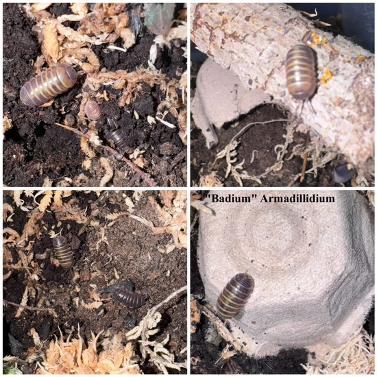 Large Variety Isopods by Prettylilexotics