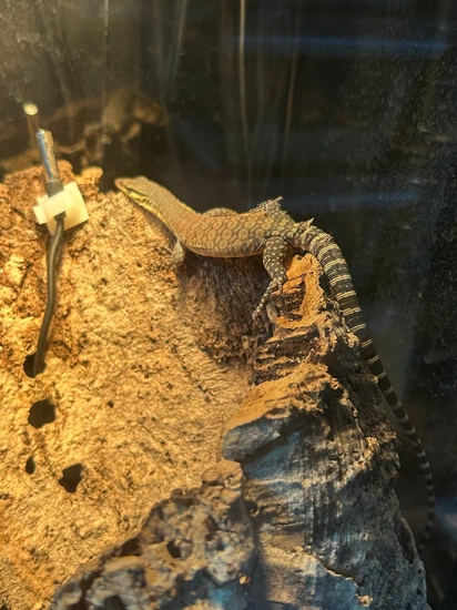 Kimberly Rock Monitor Other Monitor by TNT