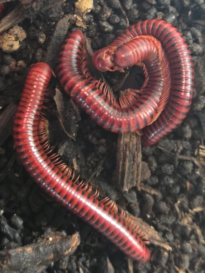 Centrobolus Splendidus "Mozambique Red Fire" Millipede by LoveWithScales