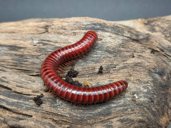 20ct Bulk RARE Red Fire Millipedes! NO RESERVE by LoveWithScales