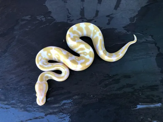 5Albino Het Pied M2 Ball Python by Y-knot Reptiles