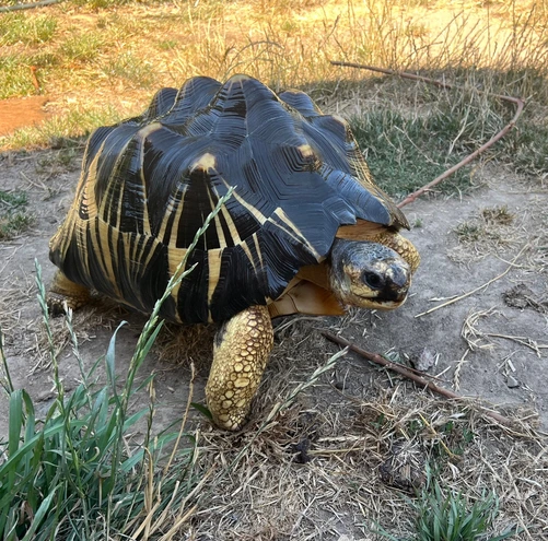 Radiated Tortoise by Y-knot Reptiles
