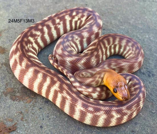 2024 Male Woma Python by Todd Trowbridge