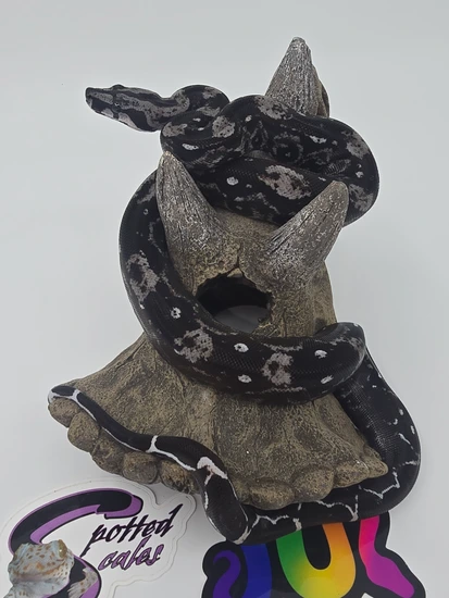 Black Devil Boa Constrictor by Tokay Kita's Spotted Scales