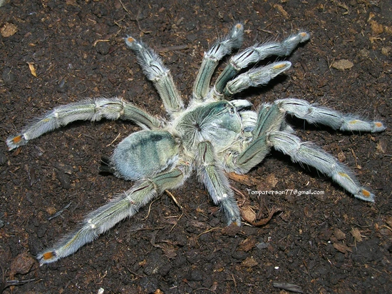 Psalmopoeus Cambridgei Tarantula by Hardcore Arachnids