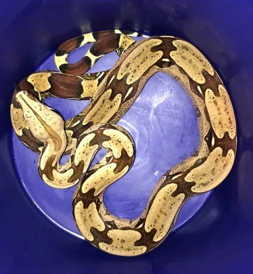 Guayanan Bcc True Red-Tailed Boa Constrictor by Doug Taylor Reptiles