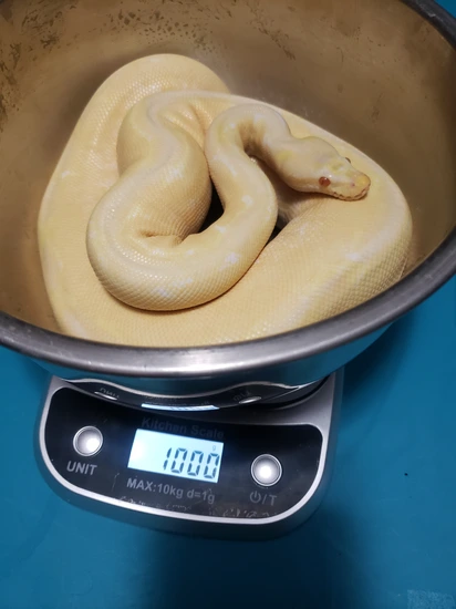 Albino Spider Ball Python by Melanie's Pythons