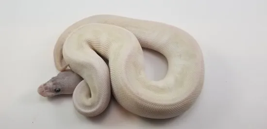 Purple Passion Clown Ball Python by Python Perfection Inc