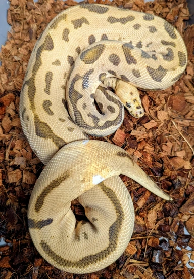 Fire Batman ***free Shipping*** Ball Python by Python Perfection Inc