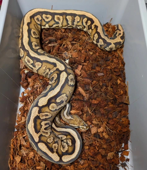 Het Pompeii Ball Python by Python Perfection Inc