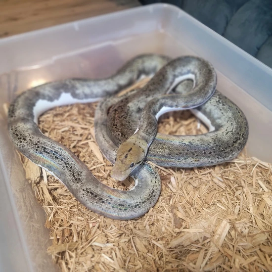 Pied Reticulated Python by Gentile Reptiles