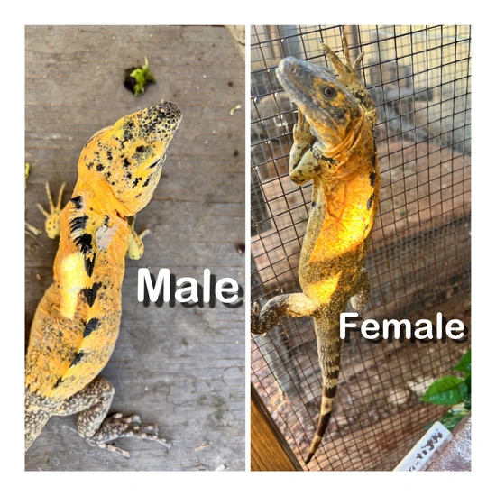 Ctenosaura Banana Pectinata Other Iguana by Toolson Reptiles