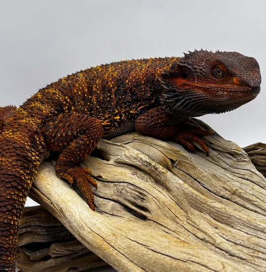 Red Monster/Het Wit/Het Hypo/Het Trans 👹 Central Bearded Dragon by ...