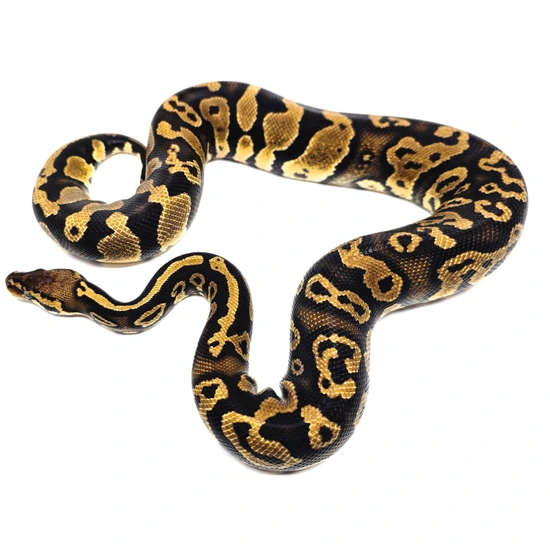 Acid Pastel Ball Python by Christopher Metro Reptiles