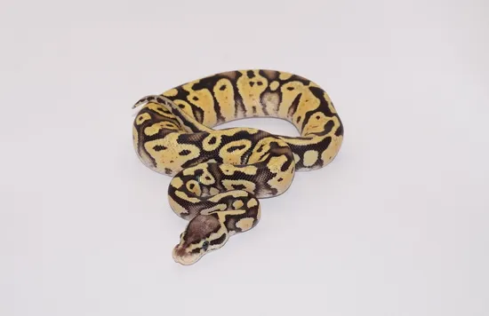 Firefly Het Hypo Ball Python by Topher's Critters
