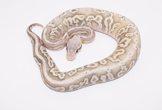 Hypo Fire Black Pewter Ball Python by Topher's Critters