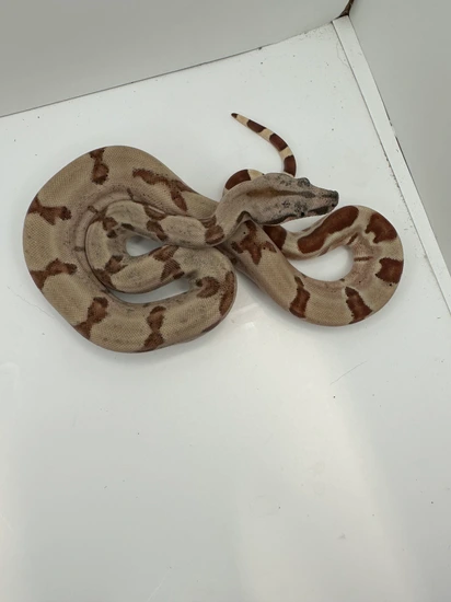 Salmon Lipstick Line Female Boa Constrictor by Top Notch Exotics
