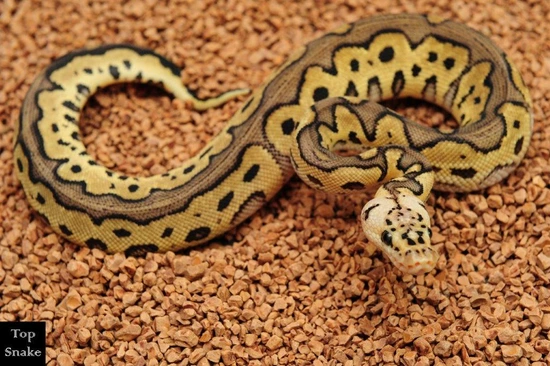 Jedi Pastel Clown Ball Python by Top Snake