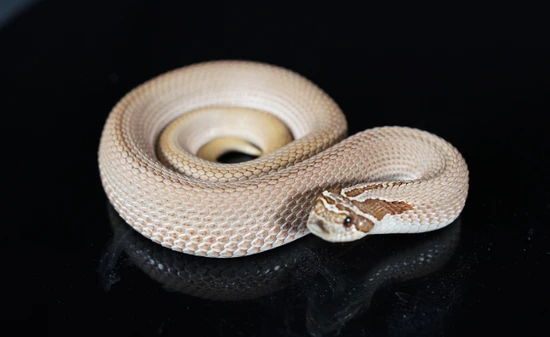 Superconda Double Het Snow RTB Western Hognose by Top Tier Genetics