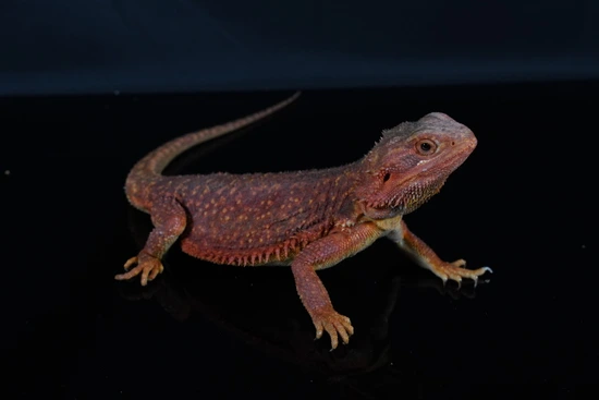 75% Red Monster Dunner Central Bearded Dragon by Top Tier Genetics