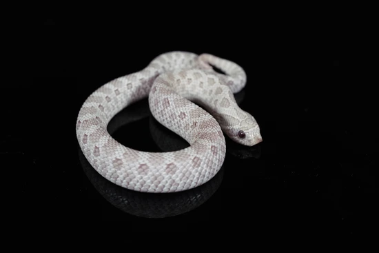Ghost (Axanthic + Evans Hypo) Western Hognose by Top Tier Genetics