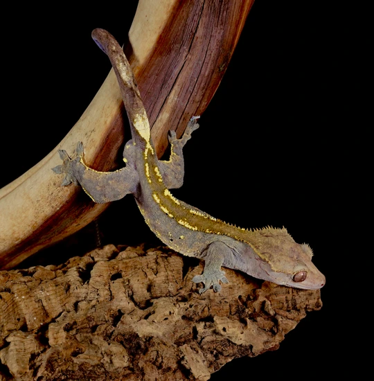 Cappuccino Male RTB Crested Gecko by Top Tier Genetics