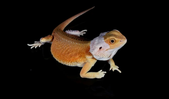 High Colored Hypo Witblits Central Bearded Dragon by Top Tier Genetics