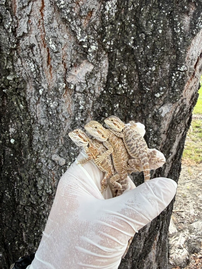 Trio Of 66% Het Wero's Central Bearded Dragon by Top Tier Genetics
