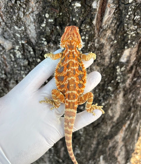 Red And Blue Tiger Hypo Central Bearded Dragon by Top Tier Genetics