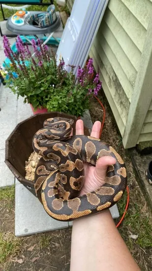 Special Ball Python by Estes Pythons